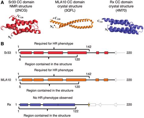 Currently Known Experimentally Determined Cc Domain Structures And