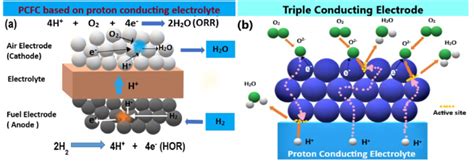 Schematic Diagram Of Proton Conducting Sofc And Triple Conducting Oxide Download Scientific