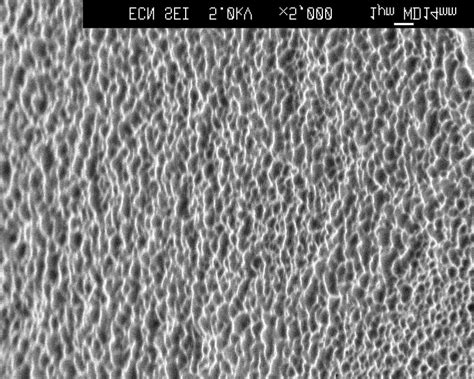 Sem Photo Of 250 Nm Colloid Download Scientific Diagram