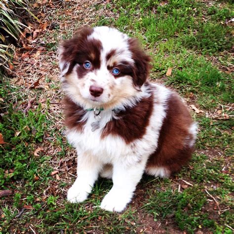 Dilute Red Merle Aussie At Joanne Magana Blog