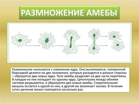 Амёба протей - online presentation
