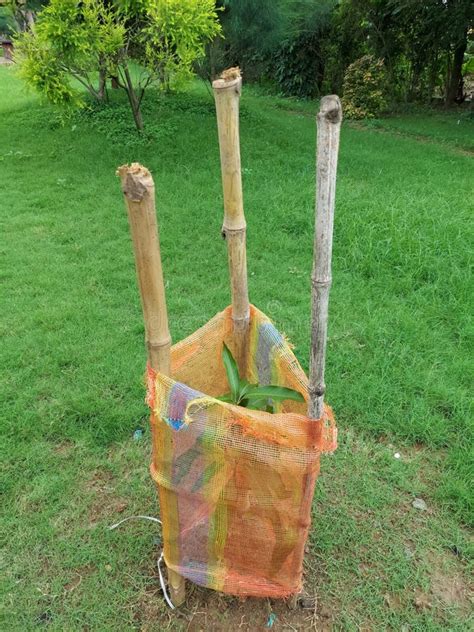 Protecting Planting Trees To Save Environmental Pollution Stock Image Image Of Grass