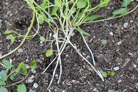 How To Control Bindweed Morning Glory Weed Gardener S Path