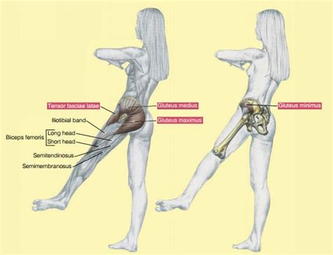 Abductor And Adductor Muscles