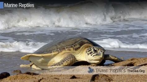 Flatback Sea Turtle • Blane Peruns Thesea Org