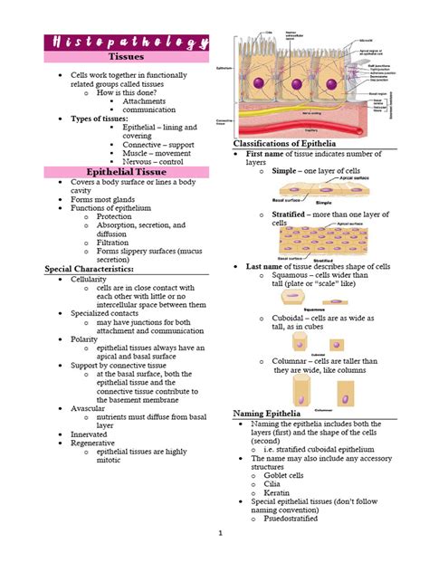 Histopathology Notes Pdf Epithelium Connective Tissue