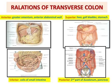 Ppt Anatomy Of The Large Intestine Powerpoint Presentation Free