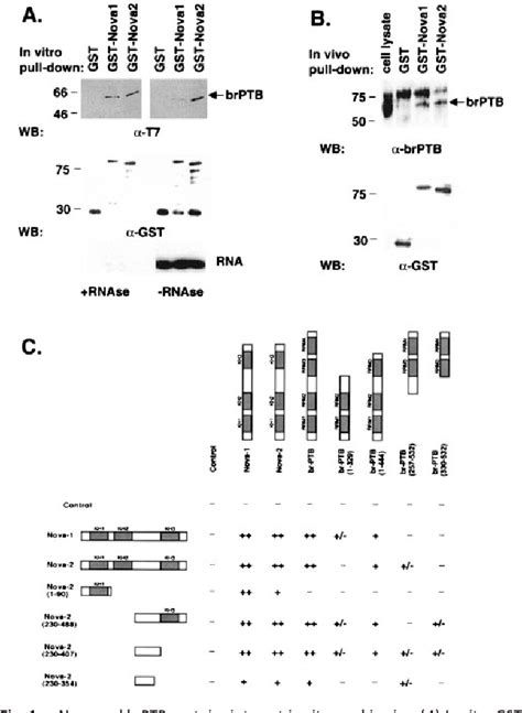 Table 1 From A Brain Enriched Polypyrimidine Tract Binding Protein Antagonizes The Ability Of