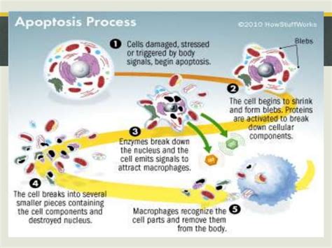 Golgi Apparatus Ppt Introduction Structure And Function Pptx