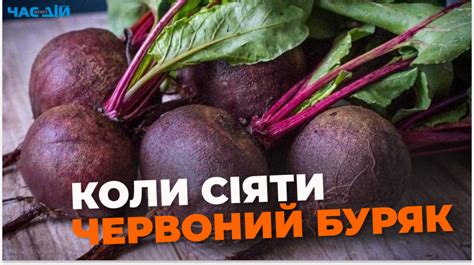 Як і коли сіяти буряки щоб був гарний урожай поради для городників Читайте на Ukr Net