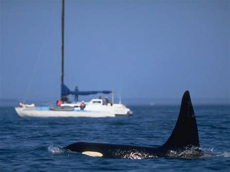 Educational Programmes Wewhale