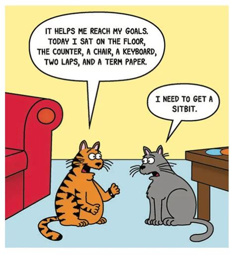 Jokes About Cats That Are So Funny Theyll Have You On All Fours