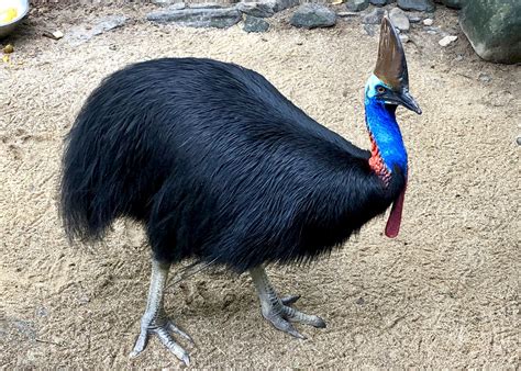 Definitive Guide To Southern Cassowary Facts Habitat Conservation