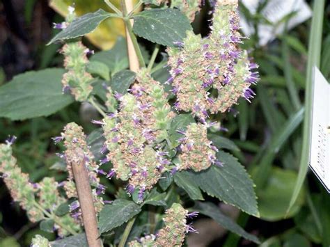 Patchouli Para Que Serve Benefícios Usos E Curiosidades Greenme