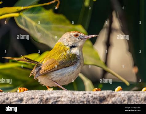 Common Tailor Bird Nest Hi Res Stock Photography And Images Alamy