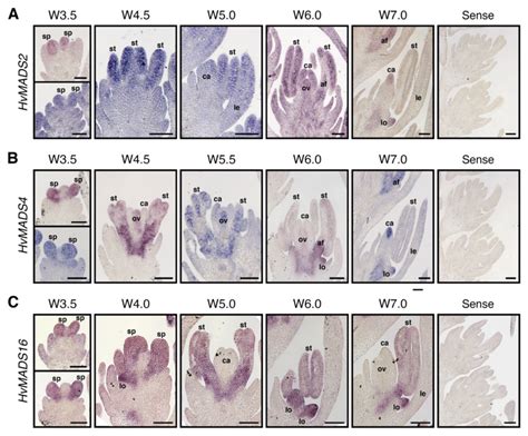 Expression Pattern As Assessed By In Situ Hybridization For Barley Download Scientific Diagram