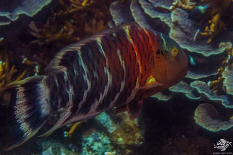 Red Breasted Wrasse Facts And Photographs Seaunseen