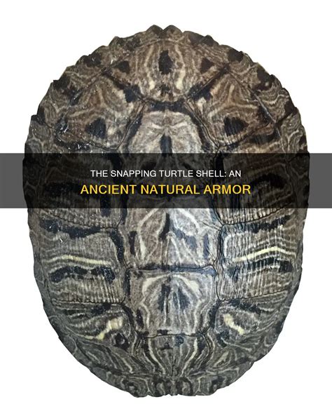 The Snapping Turtle Shell An Ancient Natural Armor Petshun