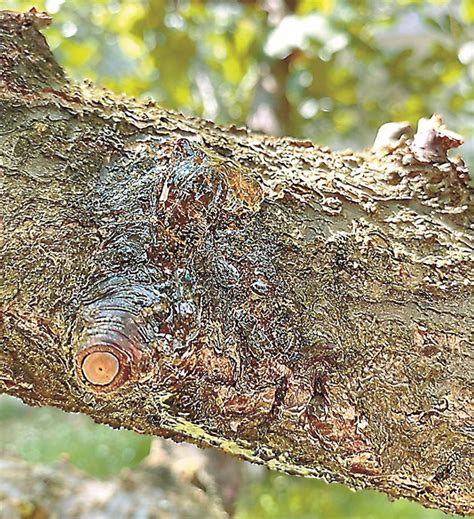 Превенция срещу короядите за да опазите дръвчетата Български Фермер