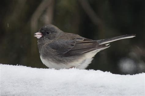 Paradisebirds Valery Imgchili