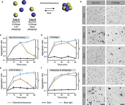 A In The Bead Aggregation Assay Beads Functionalized With