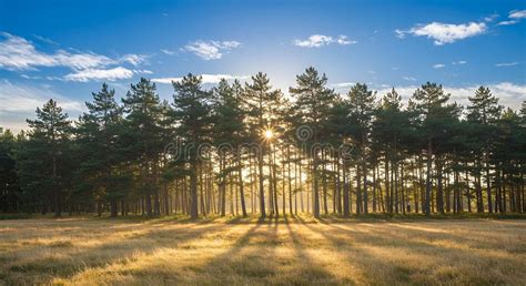 A Rustic Wooden Rake Lying On Fresh Green Grass With Tiny Dew Drops