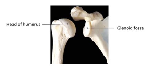 Cbio 3100 Lecture Notes Exam 2 Flashcards Quizlet
