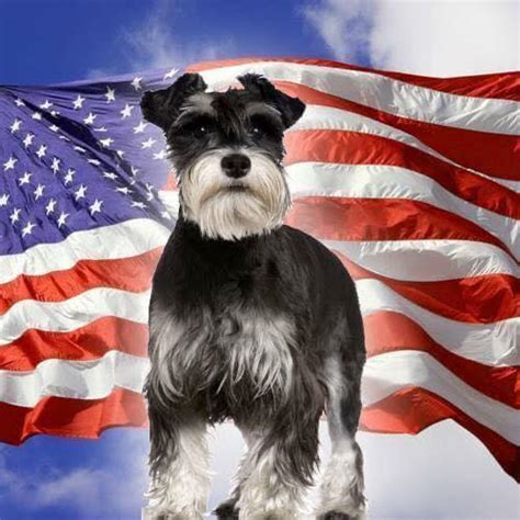 Miniature Schnauzers And Friends Rescue Meet Lotus A 2 Year Old Female Miniature Schnauzer She