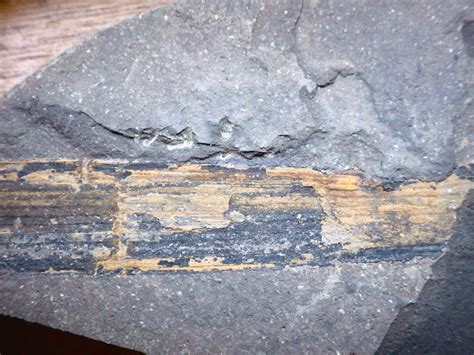 Calamites Sp Member Collections The Fossil Forum