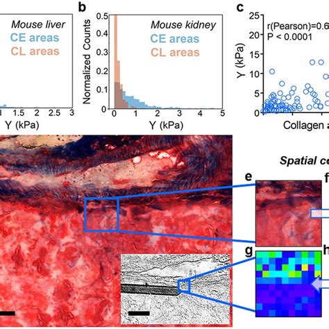 Elastic Modulus Of Frozen Fixed Mouse Tissue Sections And Spatial