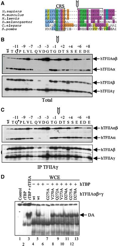 Mutational Analysis Of The Tfiiaαβ Cleavage Region A Sequence