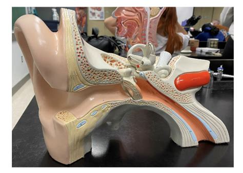 Ear Model Lab Exam 2 Diagram Quizlet