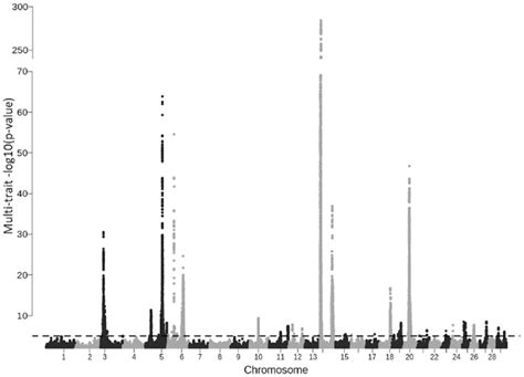 Manhattan Plot Of P Values Obtained From Combining Single Trait Gwas
