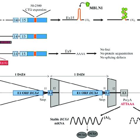 Cis Regulatory Sequence Elements And Protein Factors Involved In