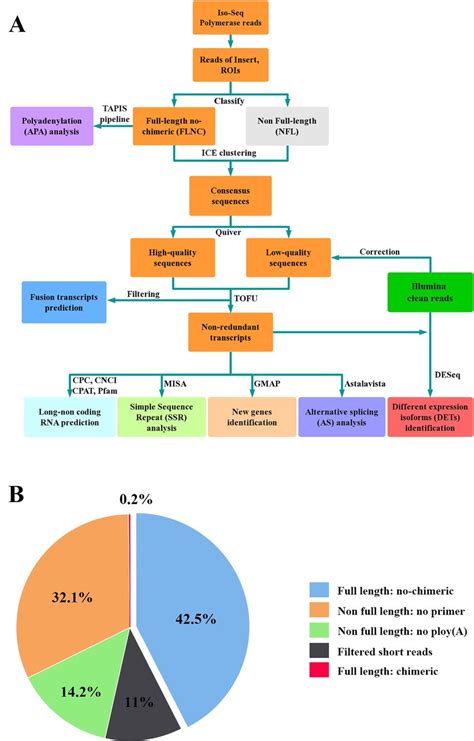 iso seq analysis pipeline and rois classification a pipeline of