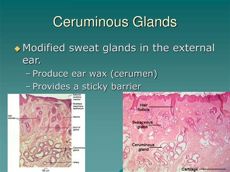 Ppt Biology 141 Powerpoint Presentation Free Download Id6601220