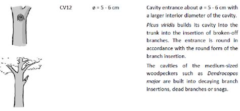 Example Of Tree Related Microhabitats From Kraus Et Al 2016
