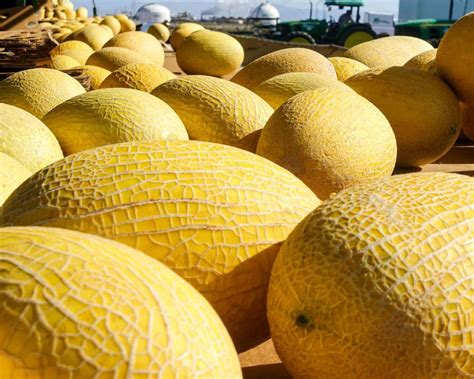 Golden Hami Melon Health Benefits At Walter Mcglothlin Blog
