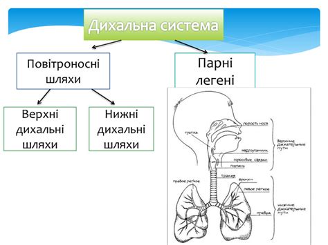 Презентація на тему Дихальна система