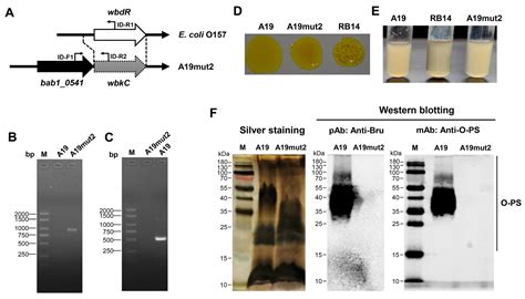 Vaccines Free Full Text Characterization Of Brucella Abortus Mutant A19mut2 A Potential