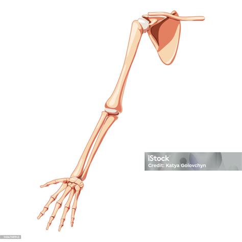 어깨 띠가있는 상지 팔 스켈레톤 인간 정면보기 해부학적으로 정확한 사실적인 평면 자연 색상 개념 흰색 배경에 고립 된 해부학의 벡터 일러스트 레이 션 해부학에 대한 스톡