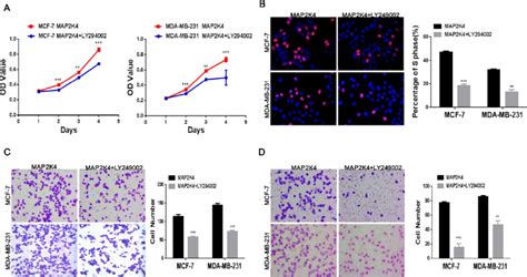 Inhibiting P Pi3k Expression Reduces Cell Proliferation Migration And Download Scientific