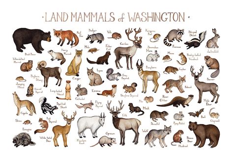 Washington State Mammals At Benjamin Bomar Blog