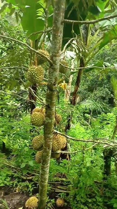 Pohon durian kecil berbuah lebat - YouTube