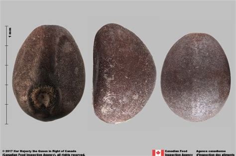 Ipomoea Pandurata L G Mey Idseed