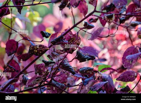 Autumn Gold Colored Trees In The Park Sunny Fall Day With Sun Rays And Shadows Stock Photo Alamy Autumn Gold Colored Trees In The Park Sunny Fall Day With Sun Rays And Shadows Stock Photo Alamy