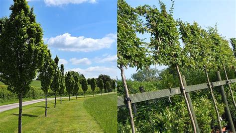 Use Screening Trees To Provide Garden Privacy Fences Are More Expensive Than You Think Artofit
