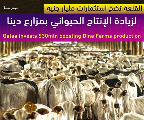 Abdo Dorgham Posted On Linkedin