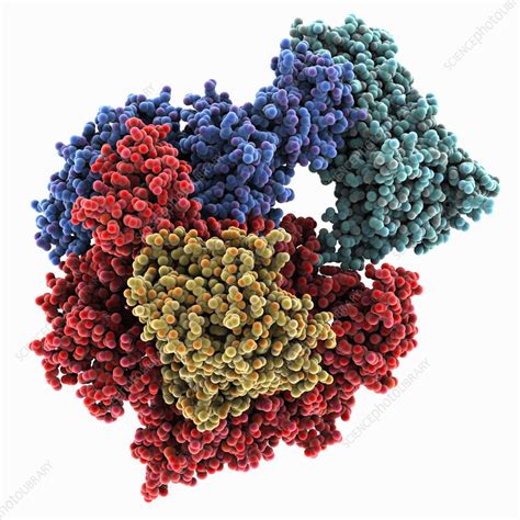 Human Dna Polymerase Alpha Primase Molecular Model Stock Image C061 0264 Science Photo