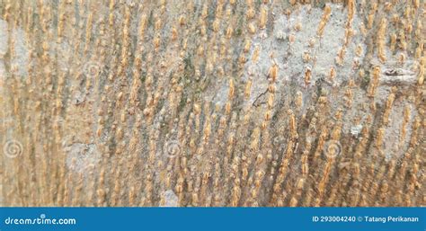 Nature Painting From Tree Bark Stock Photo Image Of Nature Guess 293004240